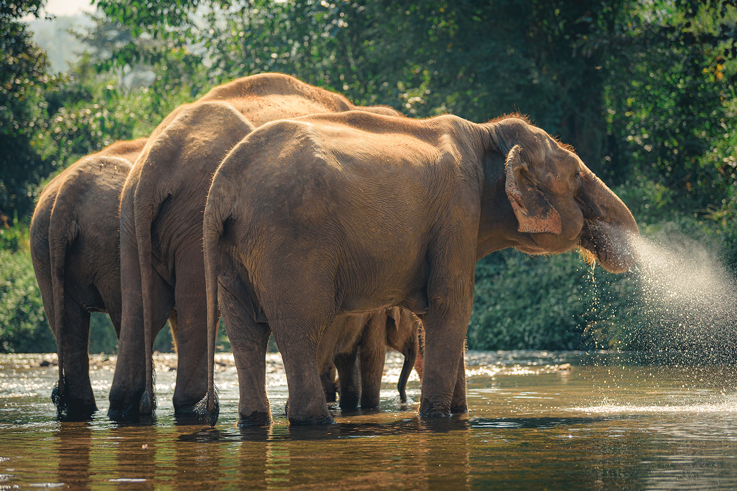 Sanktuarium słoni w Tajlandii - TOP 10 Najlepsze miejsca