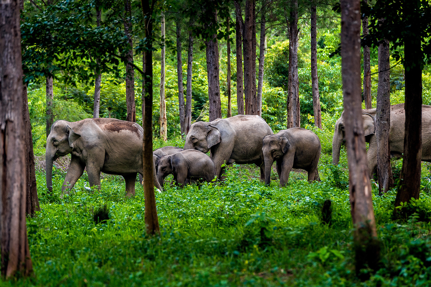 Sanktuarium słoni w Tajlandii - TOP 10 Najlepsze miejsca